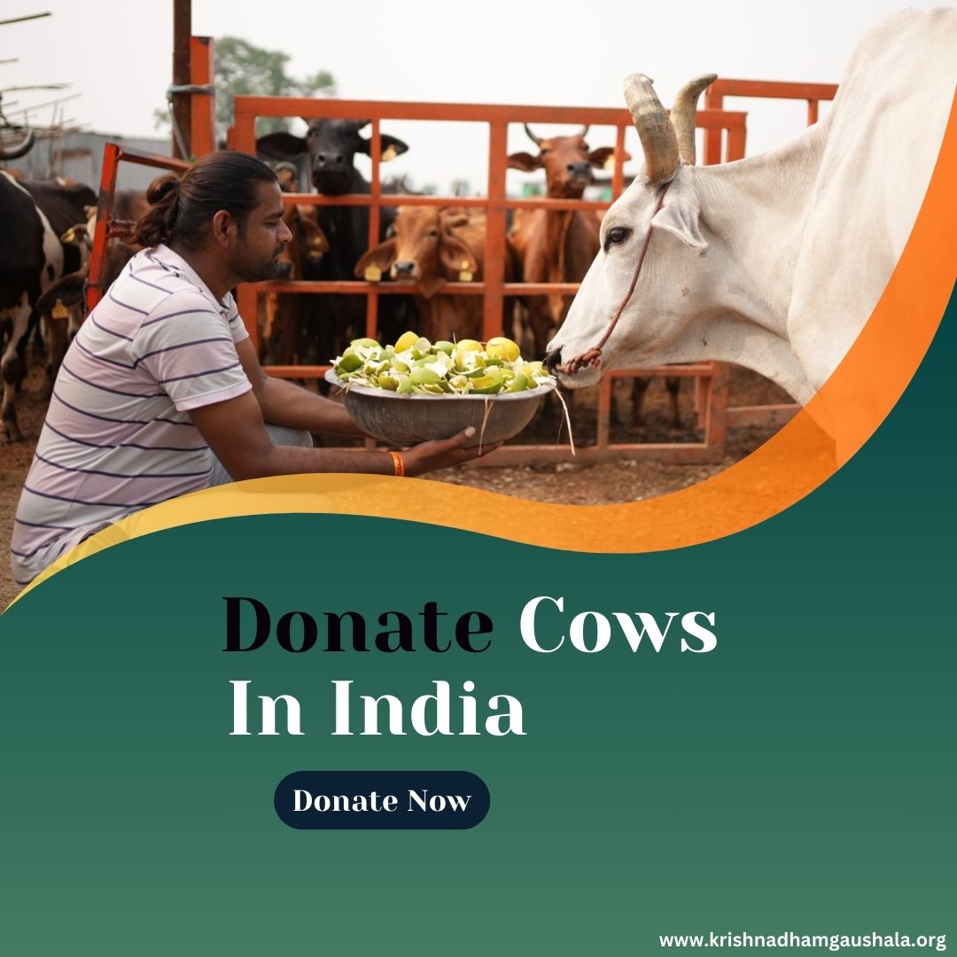 Donate Cows in India | Blog | Krishna Dham Gaushala